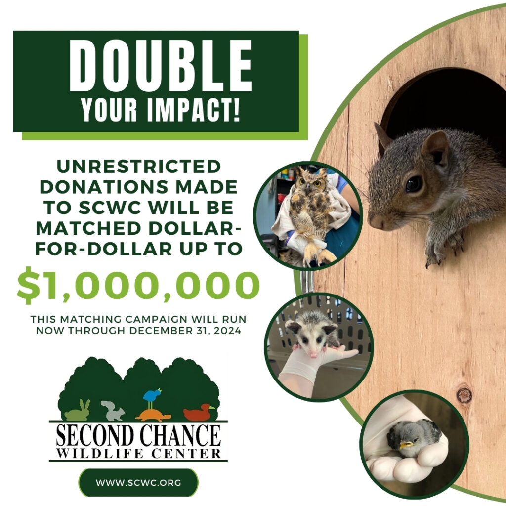 News & Events – Second Chance Wildlife Center